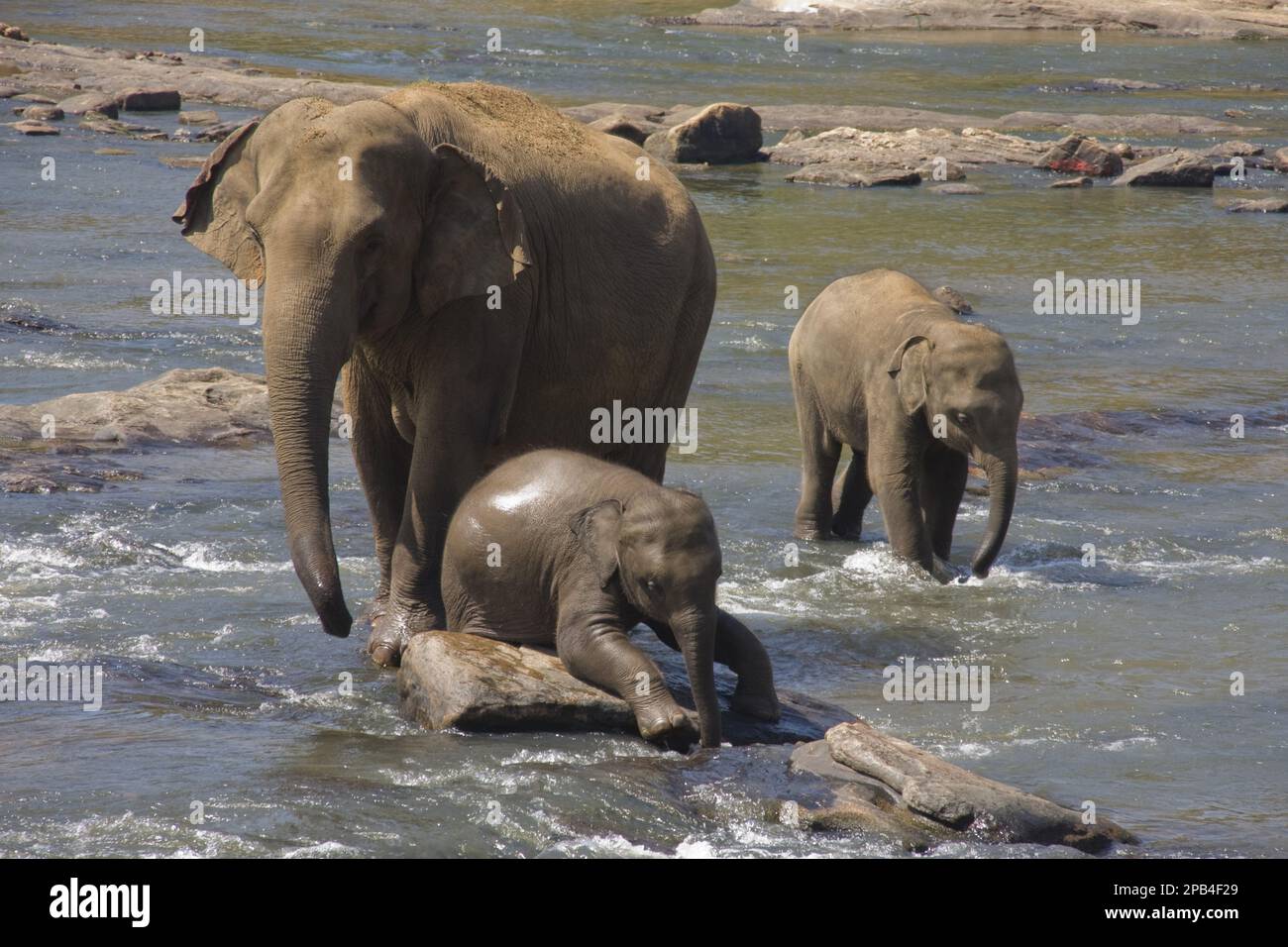 Asian elephant, Indian elephant, Asian elephants, Indian elephants, elephants, mammals, animals ...