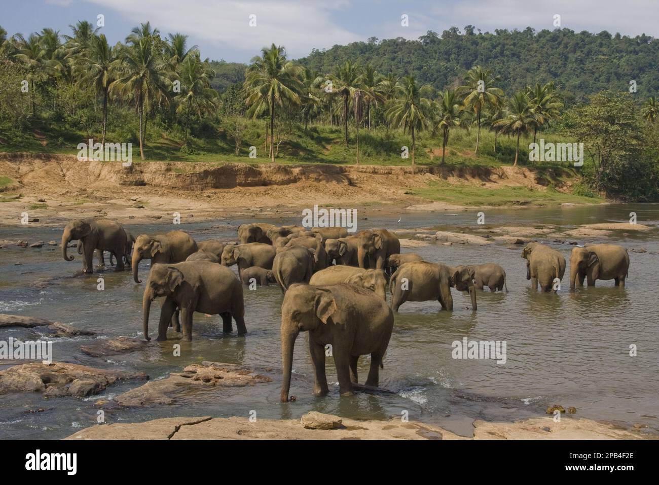 Asian elephant, Indian elephant, Asian elephants, Indian elephants ...