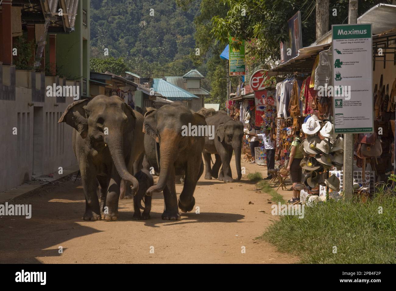 Asian Elephant, Indian Elephant, Asian Elephants, Indian Elephants ...