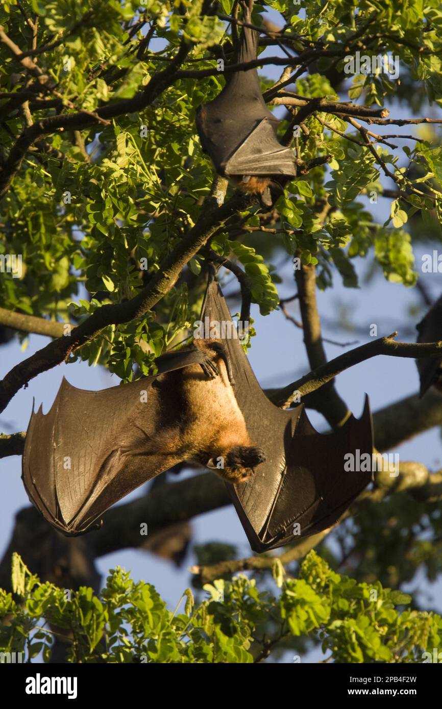 Indian Giant Flying Fox Indian Giant Flying Fox Flying Fox Flying Foxes Bats Mammals