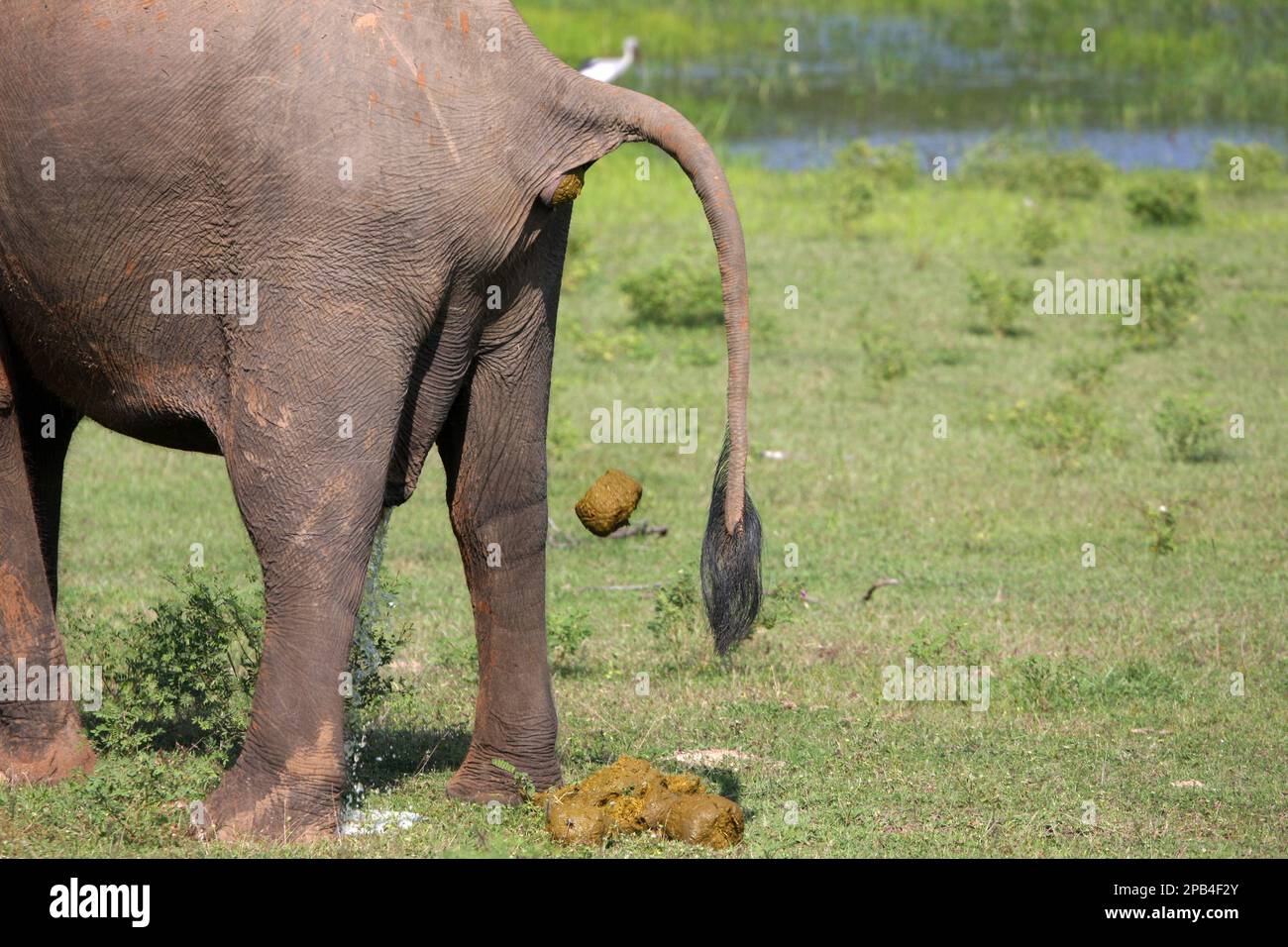 Elephant defecating hi-res stock photography and images - Alamy