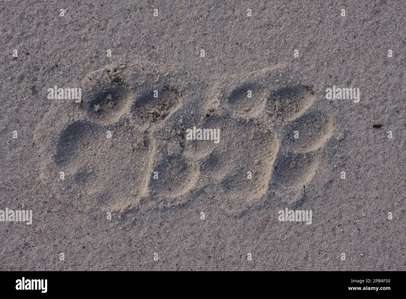 African Lion Lion tracks, lions, big cats, predators, mammals, animals ...