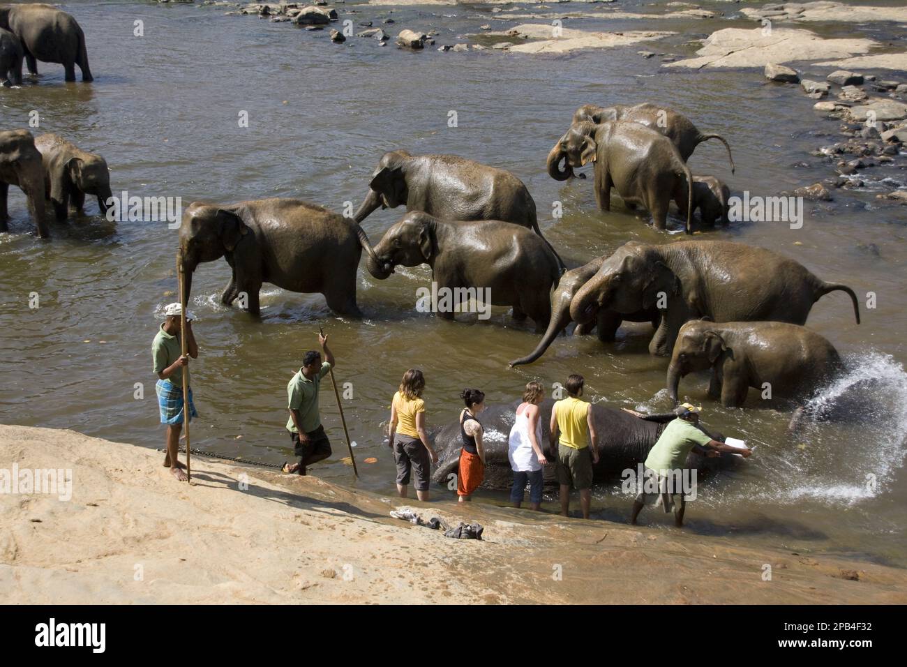 Asian Elephant, Indian Elephant, Asian Elephants, Indian Elephants ...