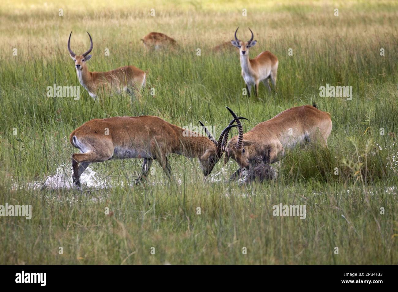 Red litchi waterbuck, red litchi antelope, red litchi waterbuck, red ...