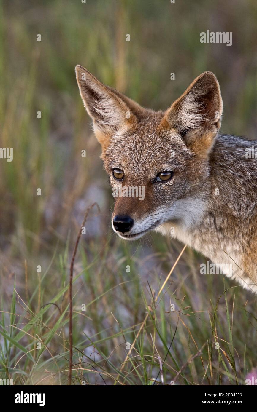 Black-backed Jackal, Jackal, Jackals, Canines, Predators, Mammals ...