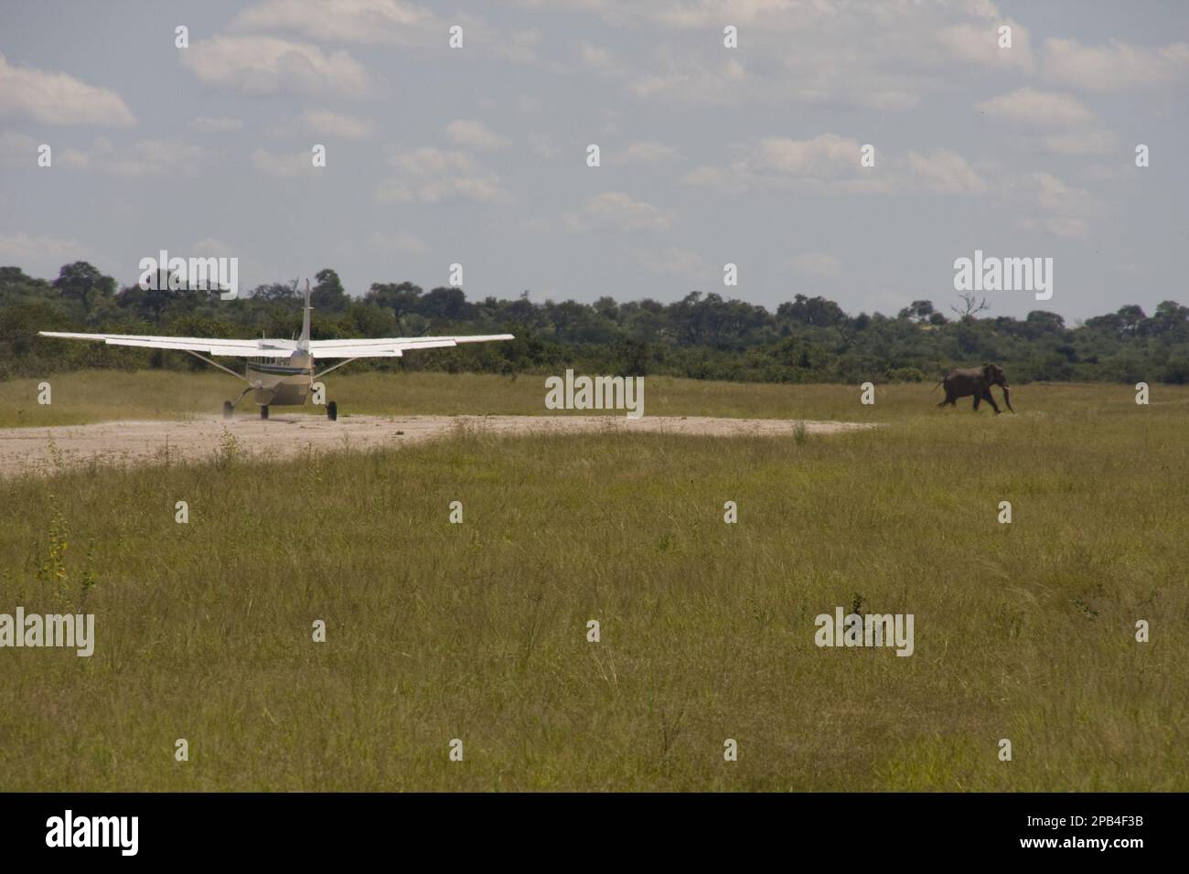 African elephant, elephants, mammals, animals, elephant cross's air ...
