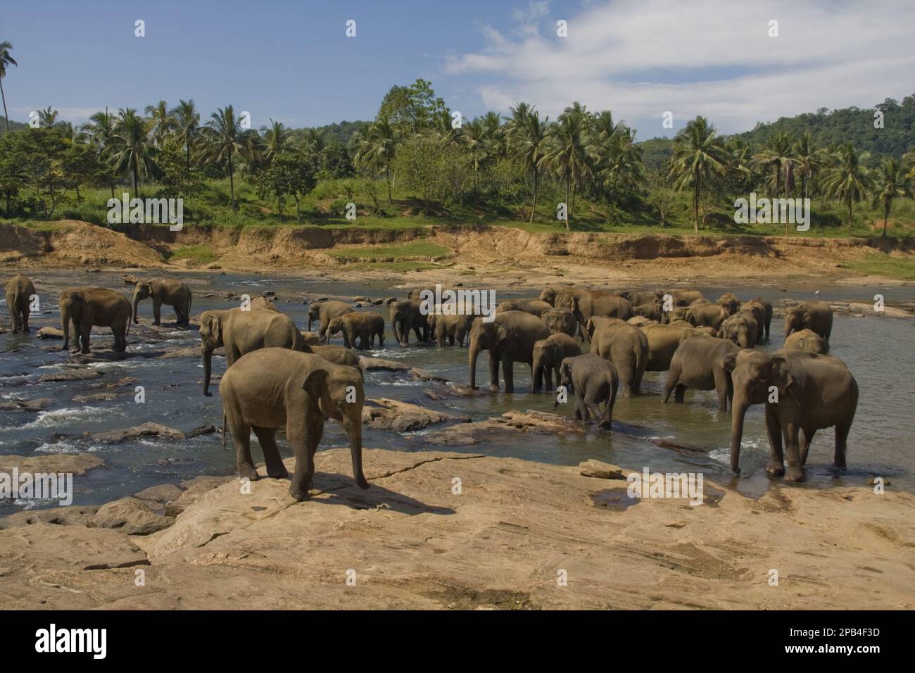 Asian elephant, Indian elephant, Asian elephants, Indian elephants ...