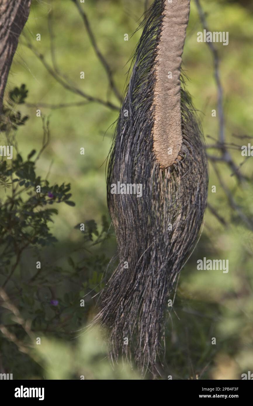 Asian elephant, Indian elephant, Asian elephants, Indian elephants ...