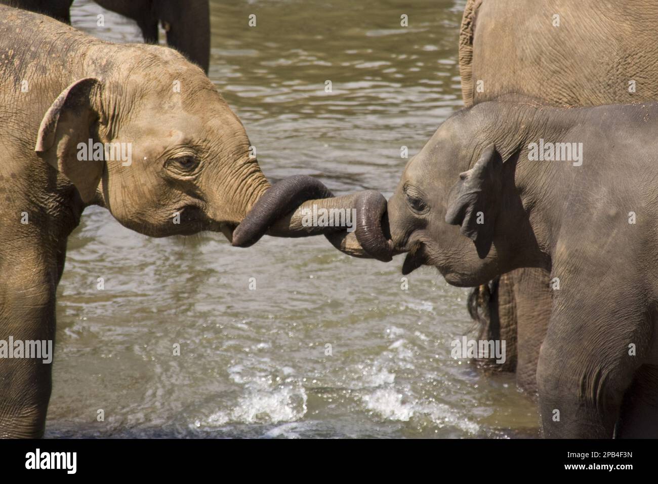 Asian elephant, Indian elephant, Asian elephants, Indian elephants ...