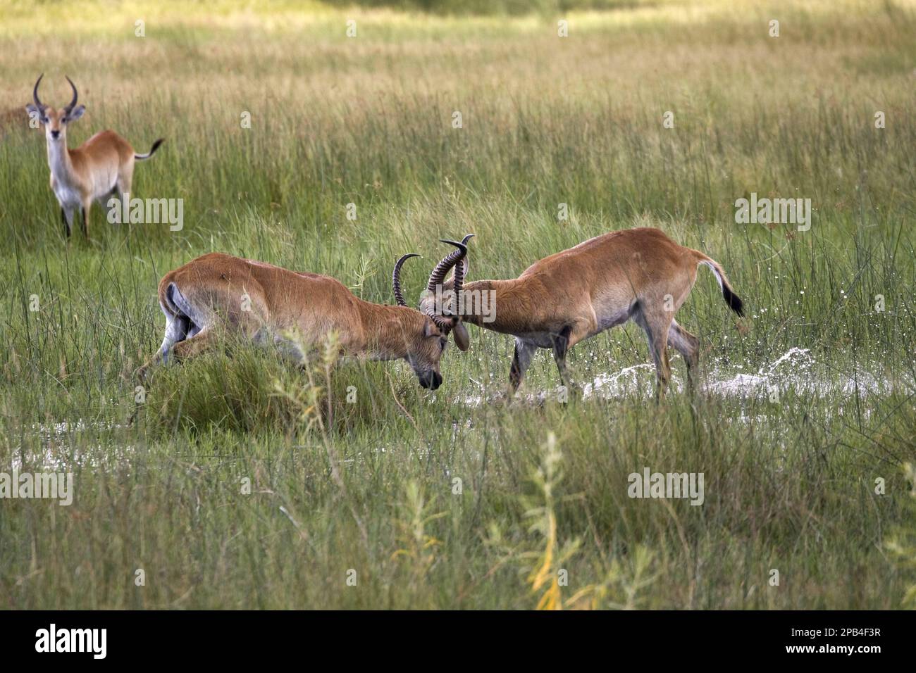 Red lechwe waterbuck, red lechwe antelope, red lechwe waterbuck, red ...