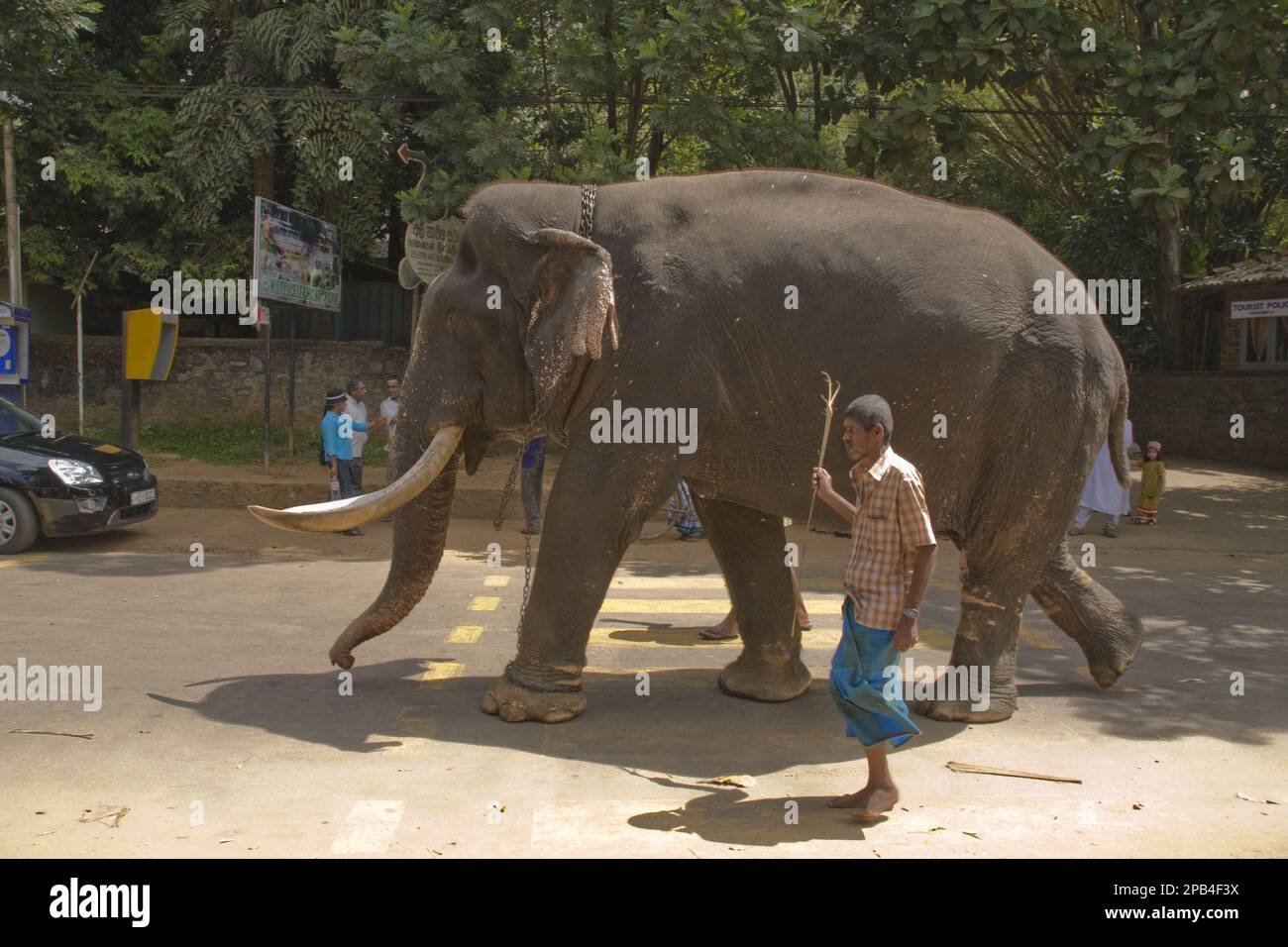 Asian elephant, Indian elephant, Asian elephants, Indian elephants ...