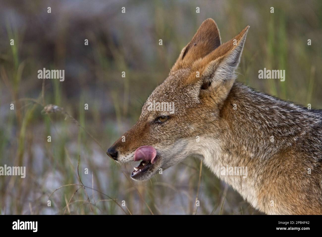 Black-backed Jackal, Black-backed Jackal, Jackals, Canines, Predators ...