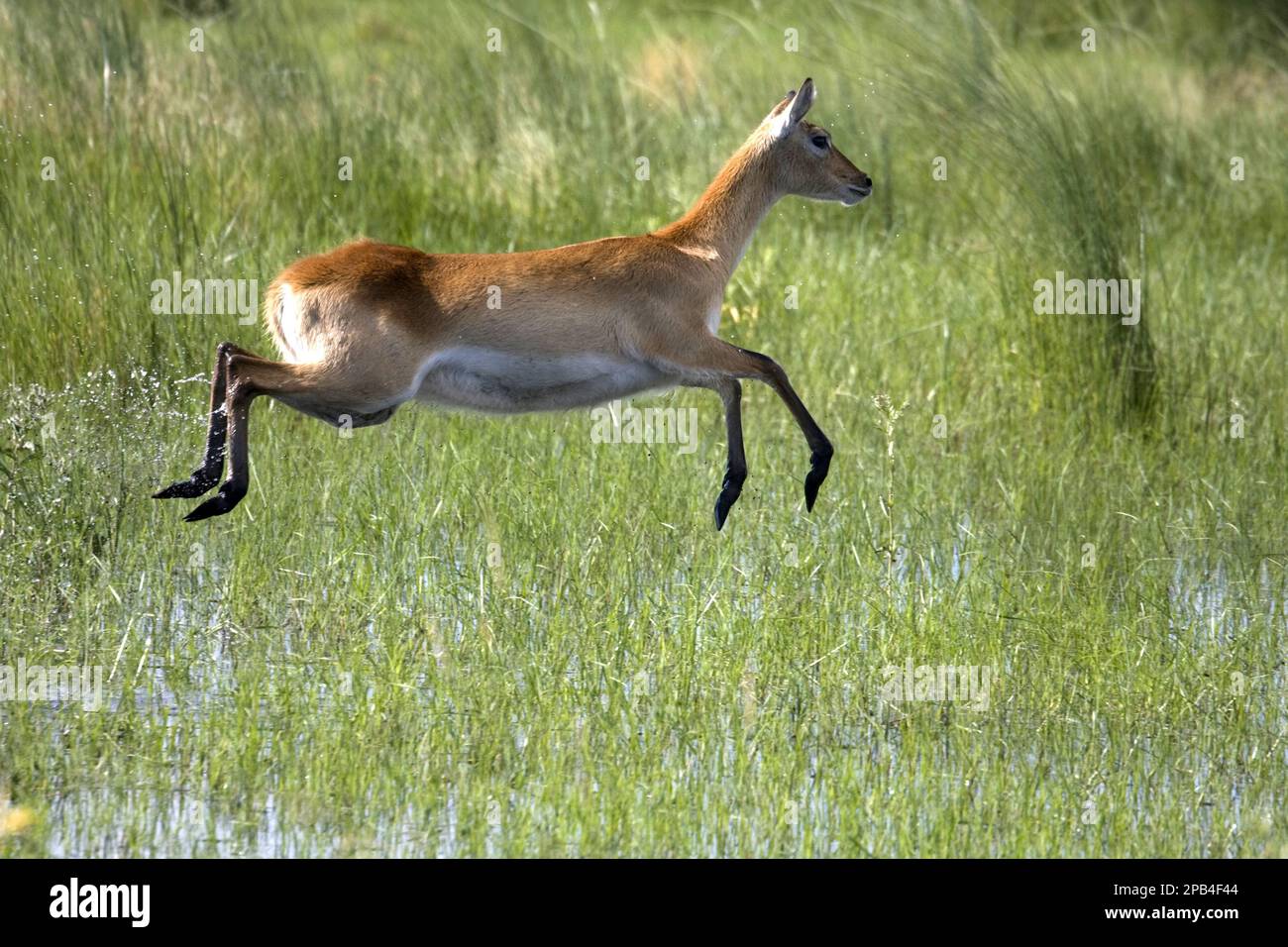 Red lechwe waterbuck, red lechwe antelope, red lechwe waterbuck, red ...