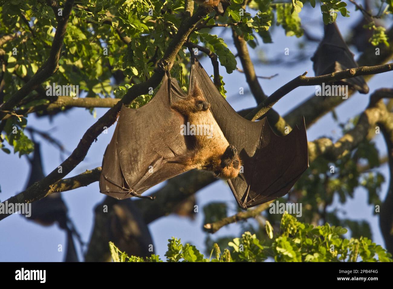Indian giant flying fox, Indian giant flying fox, flying fox, flying ...