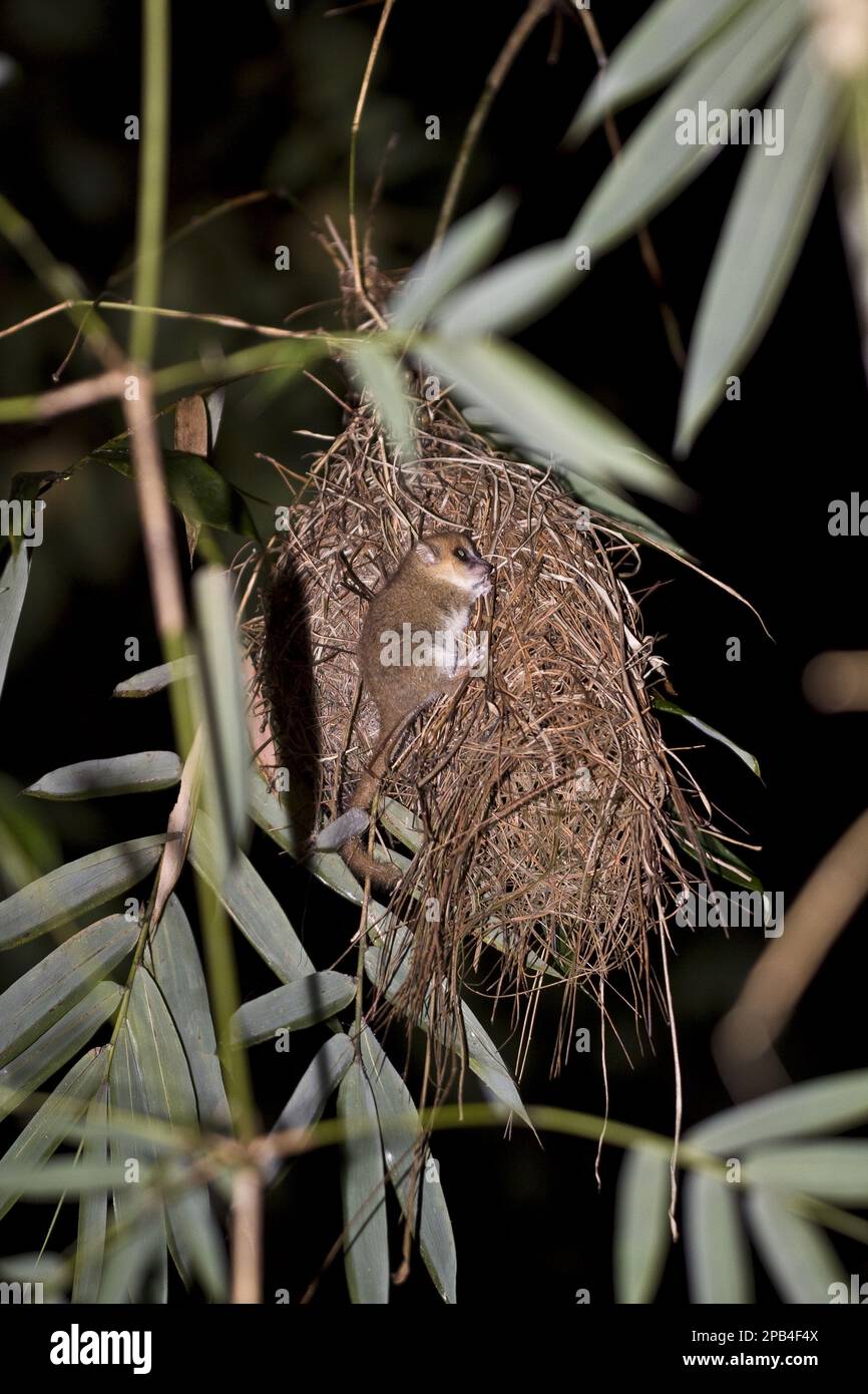 Goodman's Mouse Lemur, Goodman's Mouse Lemurs, monkeys, prosimians ...