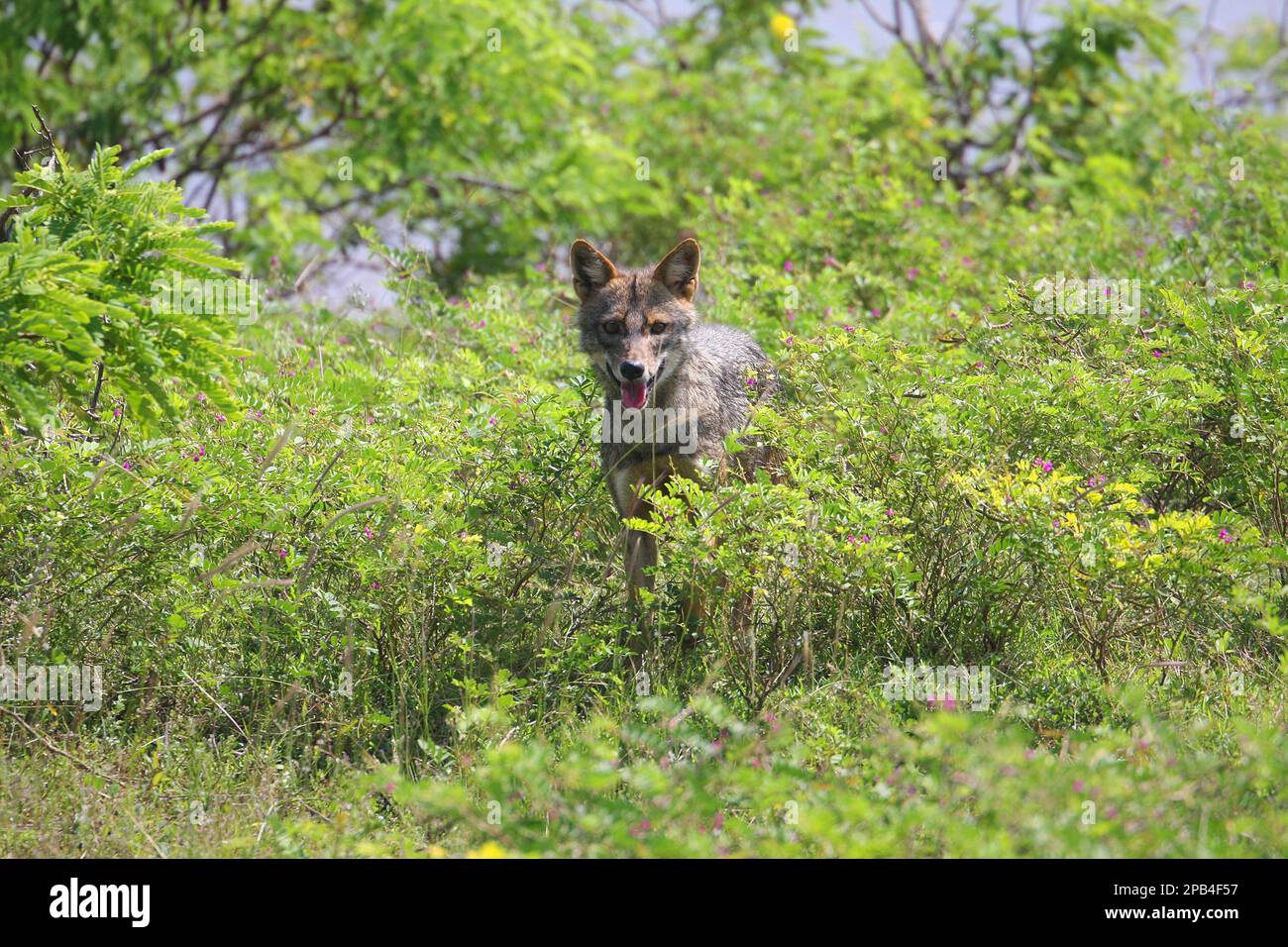 xgGolden jackal, golden jackals, jackals, dog-like, predators, mammals ...