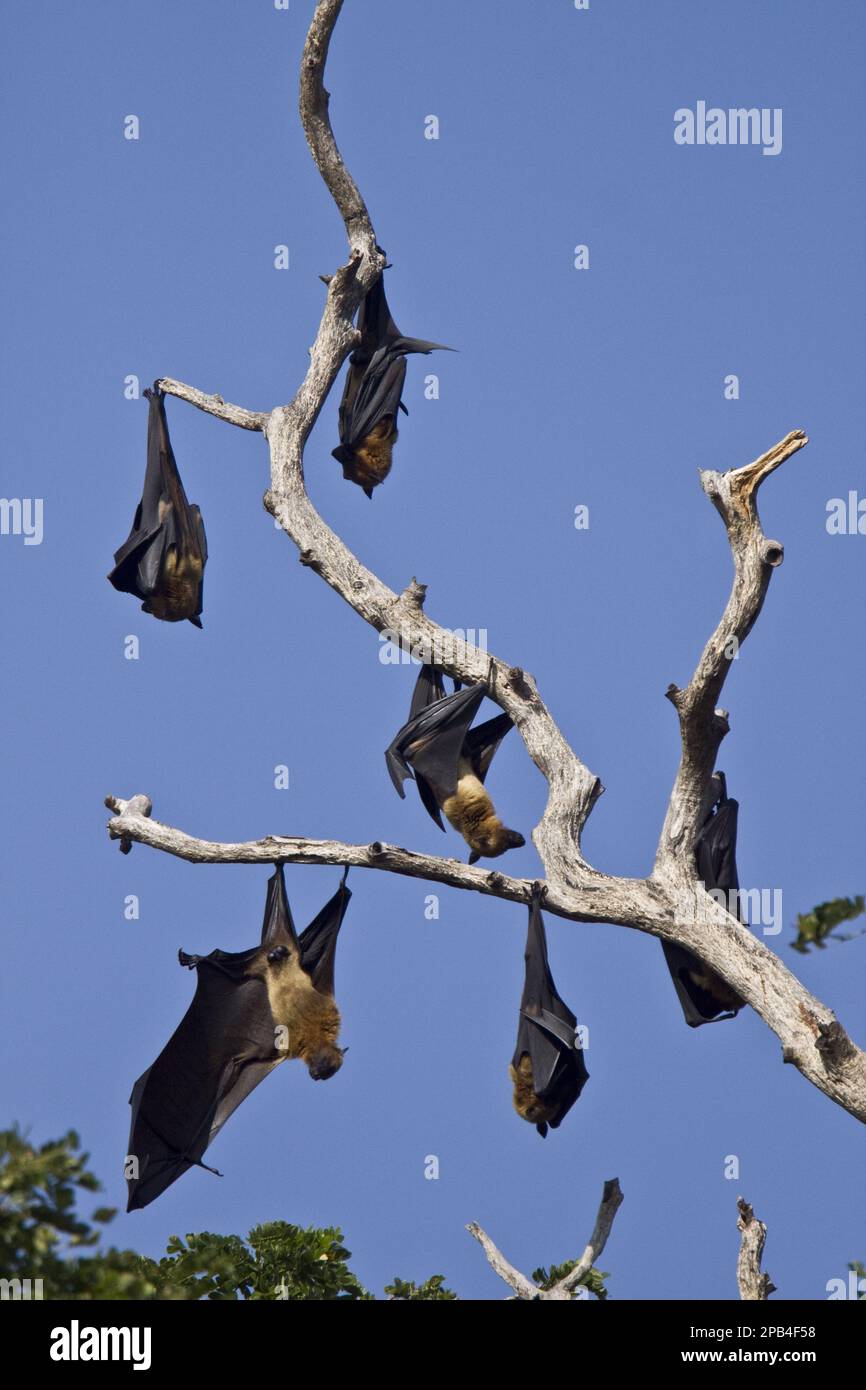 Indian Giant Flying Fox, Indian Giant Flying Dogs, Flying Dog, Flying ...