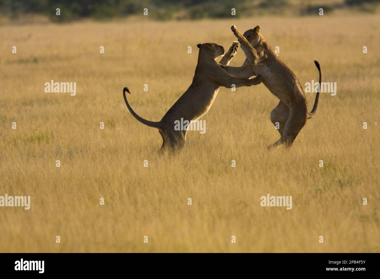 African lion lioness lion, lions, big cats, predators, mammals, animals ...