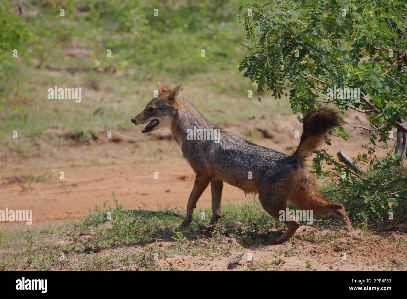 Golden jackal, golden jackals, jackals, dog-like, predators, mammals ...