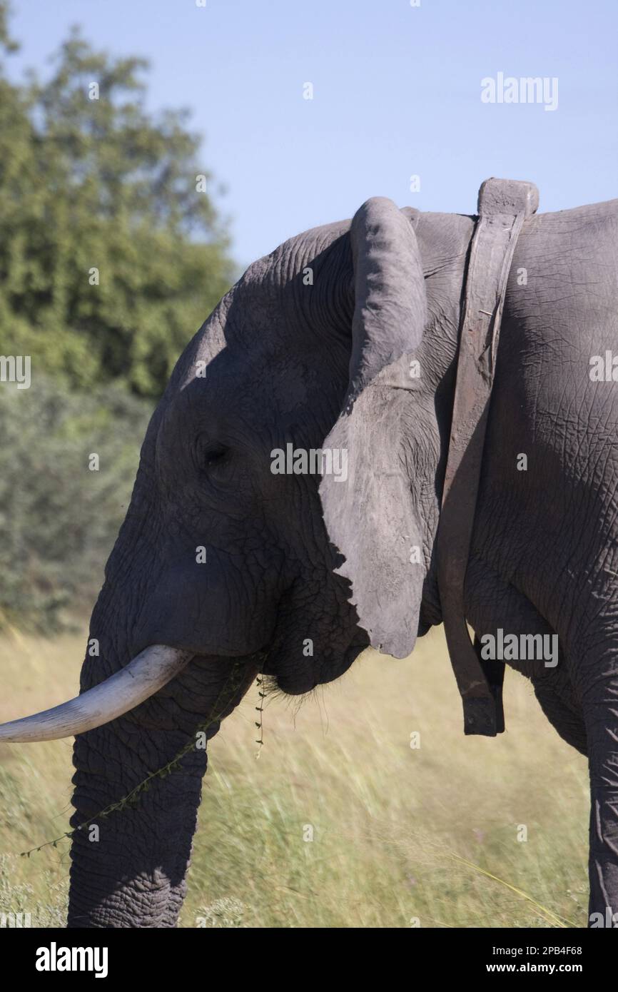 African elephant, elephants, mammals, animals elephant with radio ...