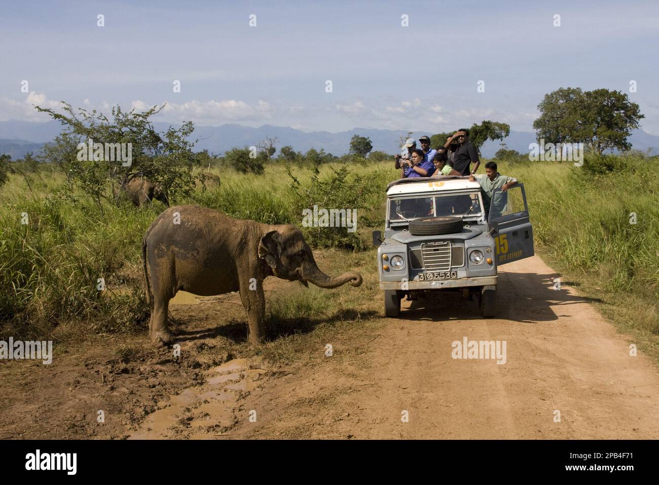 Asian Elephant, Indian Elephant, Asian Elephants, Indian Elephants ...