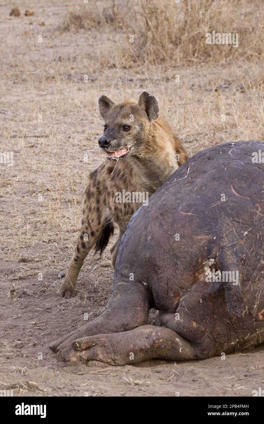 Spotted hyena, spotted hyenas, hyena, hyenas, canines, predators ...
