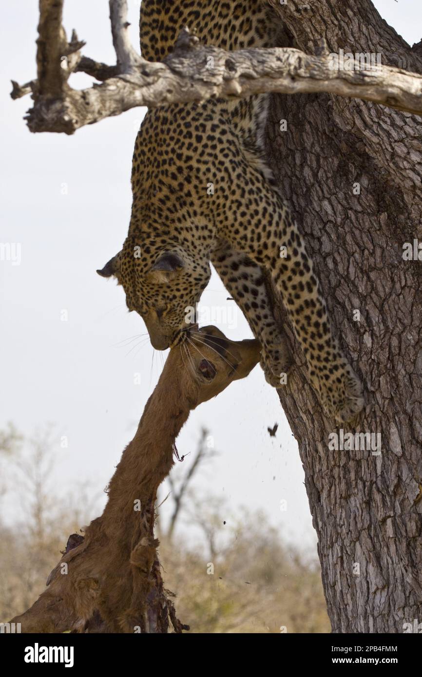 Pardus leopard niche leopards (Panthera pardus), predatory cats ...
