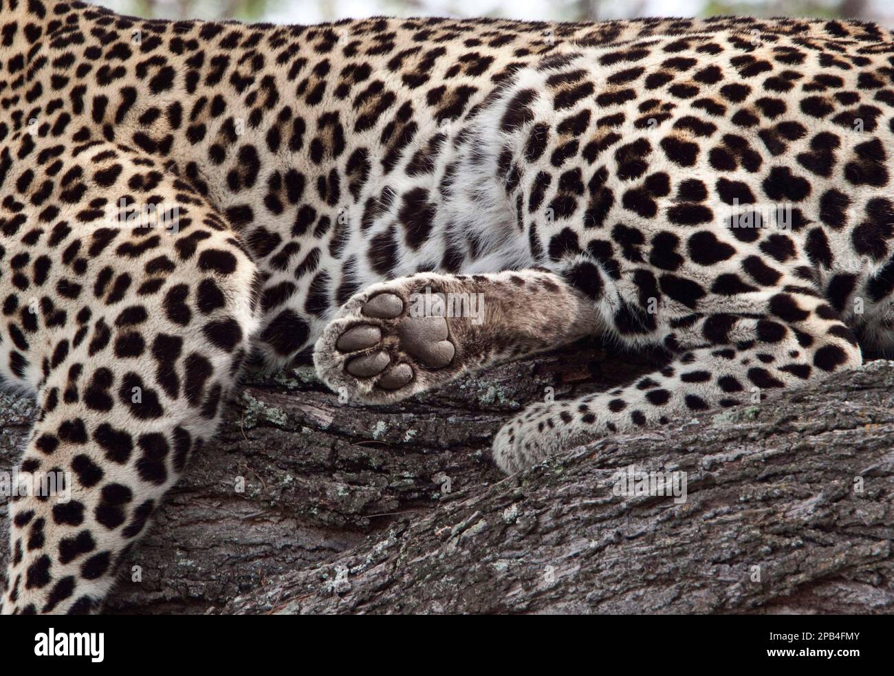 Pardusnian leopard leopards (Panthera pardus), predatory cats ...