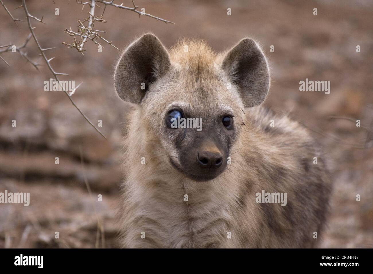 Spotted hyena, spotted hyenas, hyena, hyenas, canines, predators ...