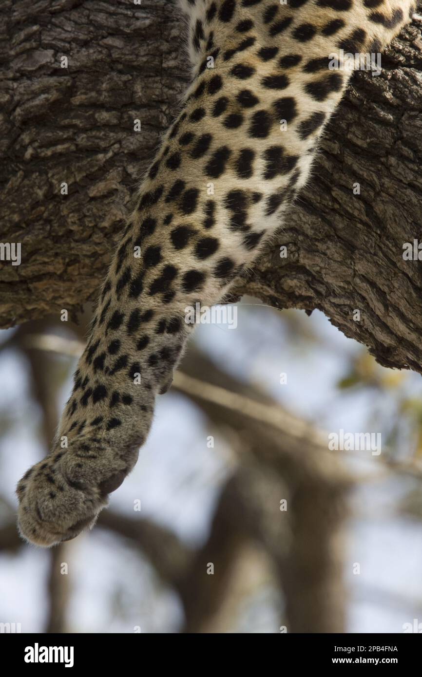 Pardus leopard niche leopards (Panthera pardus), predatory cats ...
