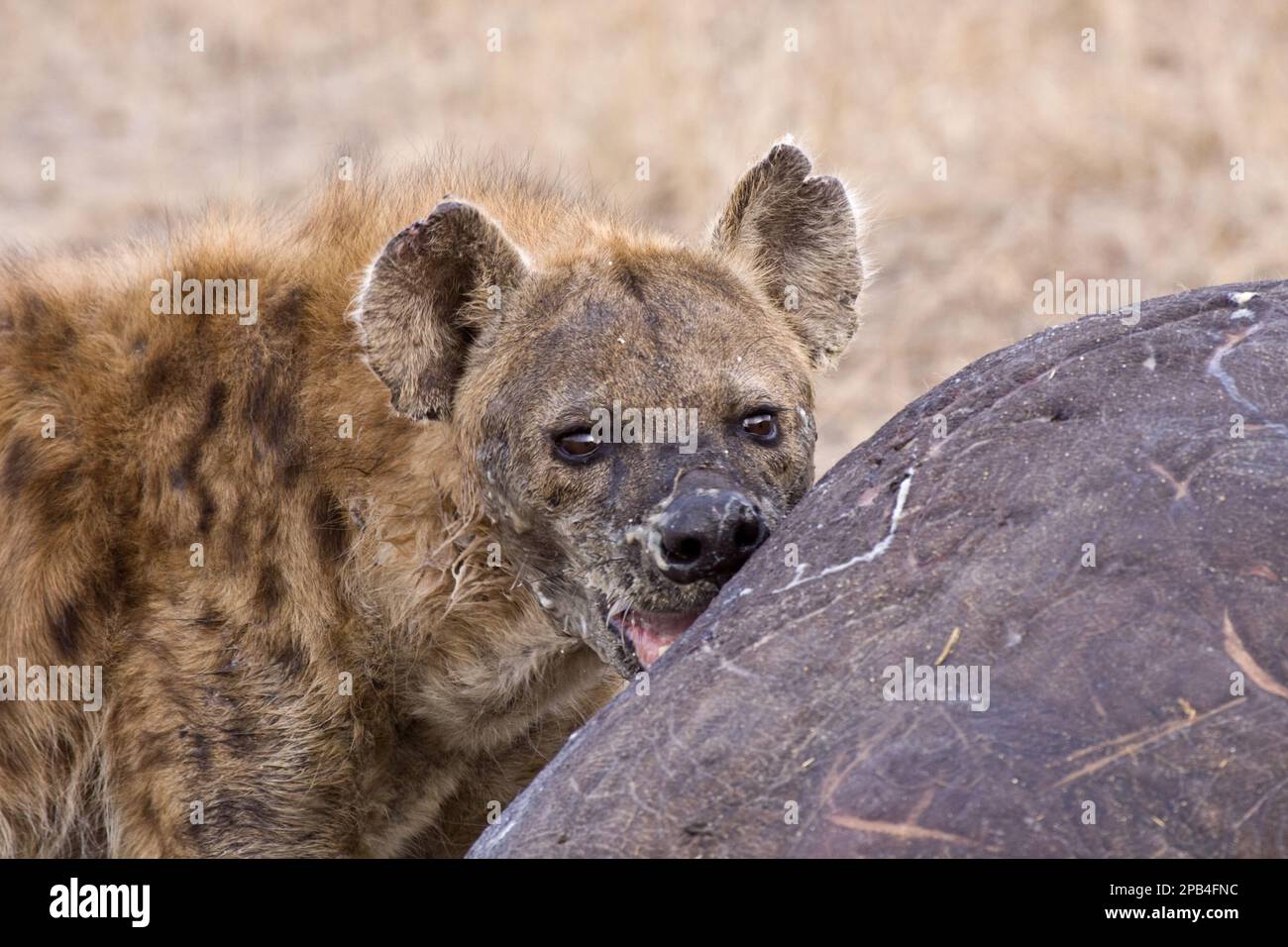 Spotted hyena, spotted hyenas, hyena, hyenas, canines, predators ...