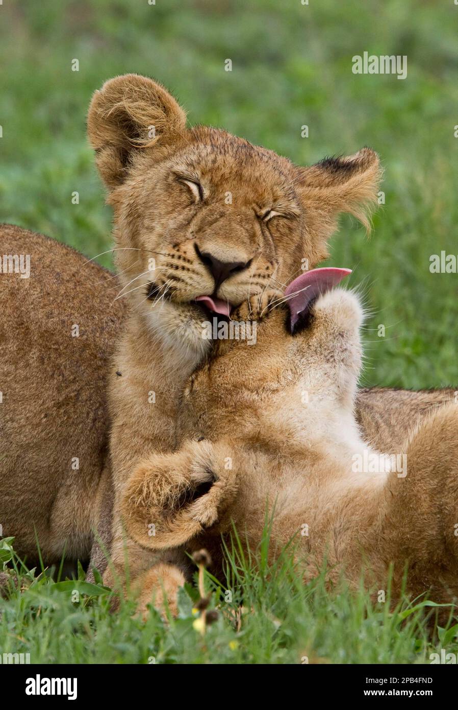 African lion cubs lick each other, lions, predatory cats, predators ...