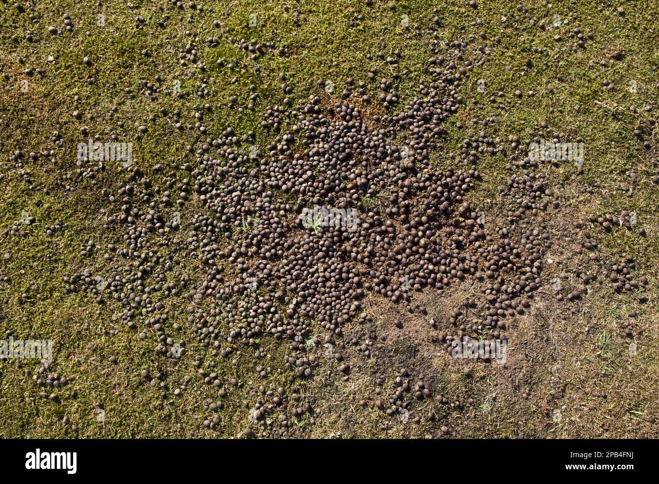 Rabbit droppings on closely grazed grass Stock Photo - Alamy