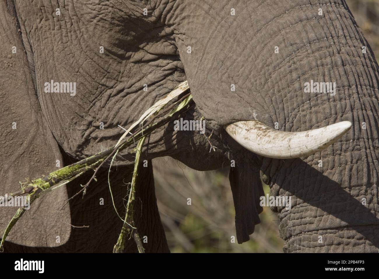 African elephant, elephants, mammals, animals Elephant eating Stock ...