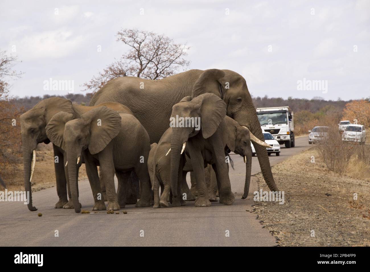 African elephant, elephants, mammals, animals, Elephant herd block road ...