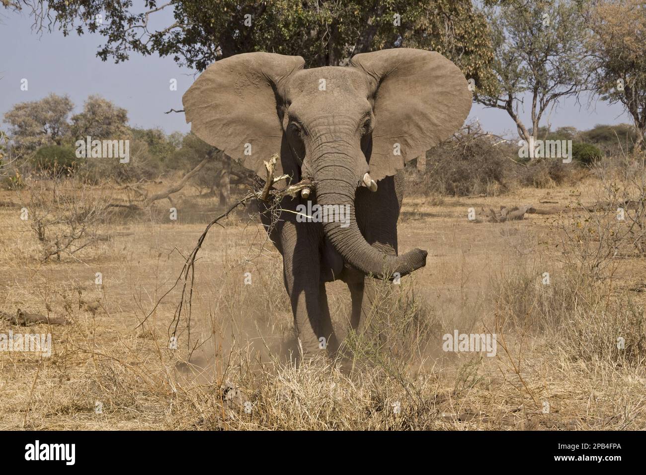 African Elephant, Elephants, Mammals, Animals, Aggressive African ...