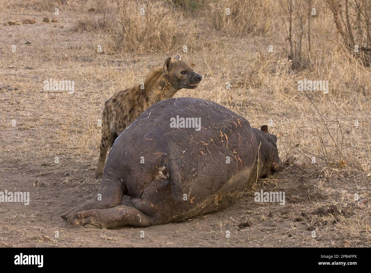Spotted hyena, spotted hyenas, hyena, hyenas, canines, predators ...
