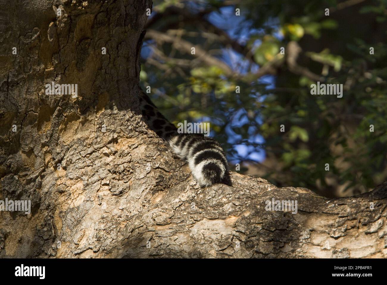 Pardusnian leopard leopards (Panthera pardus), predatory cats ...