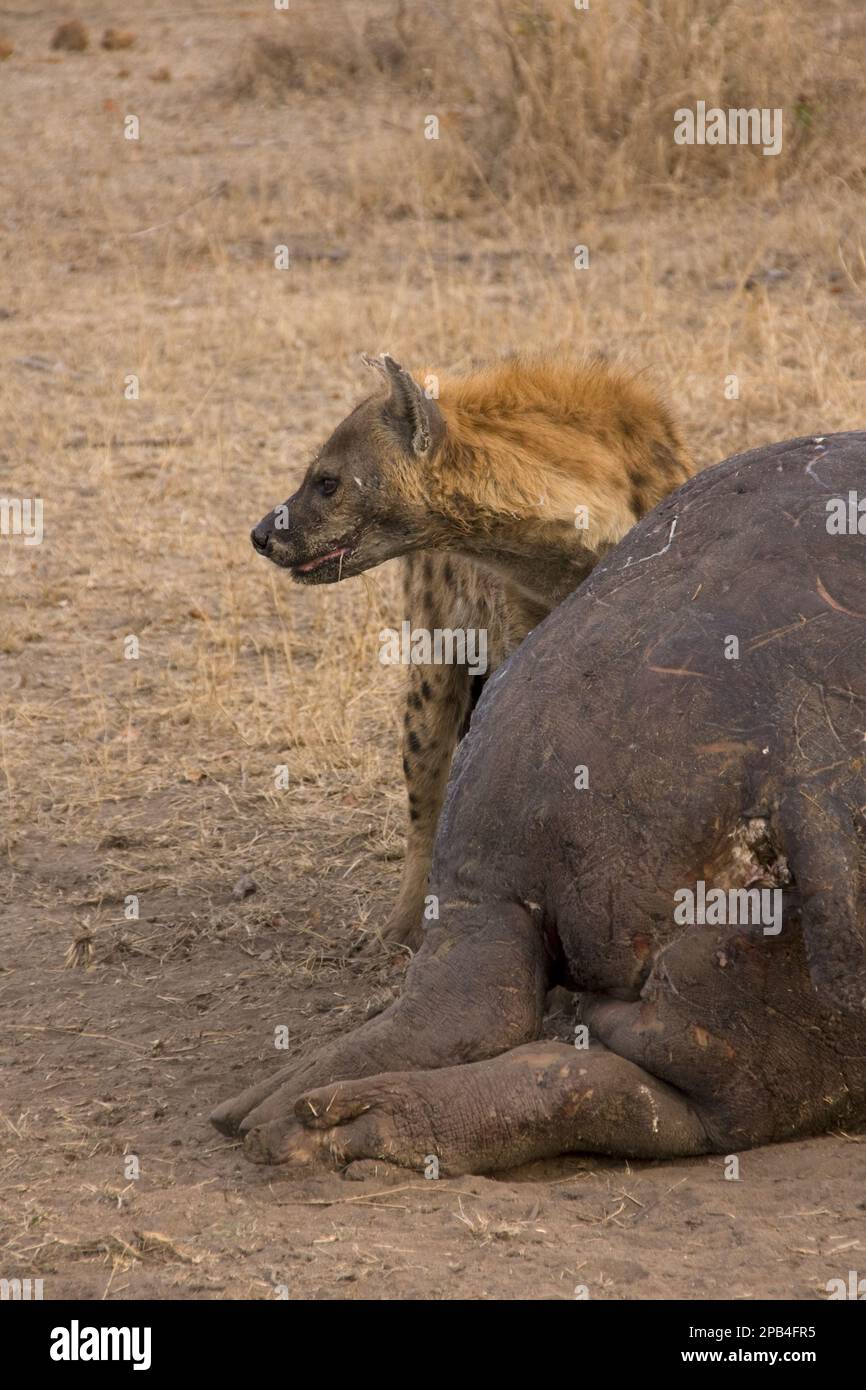 Spotted hyena, spotted hyenas, hyena, hyenas, canines, predators ...