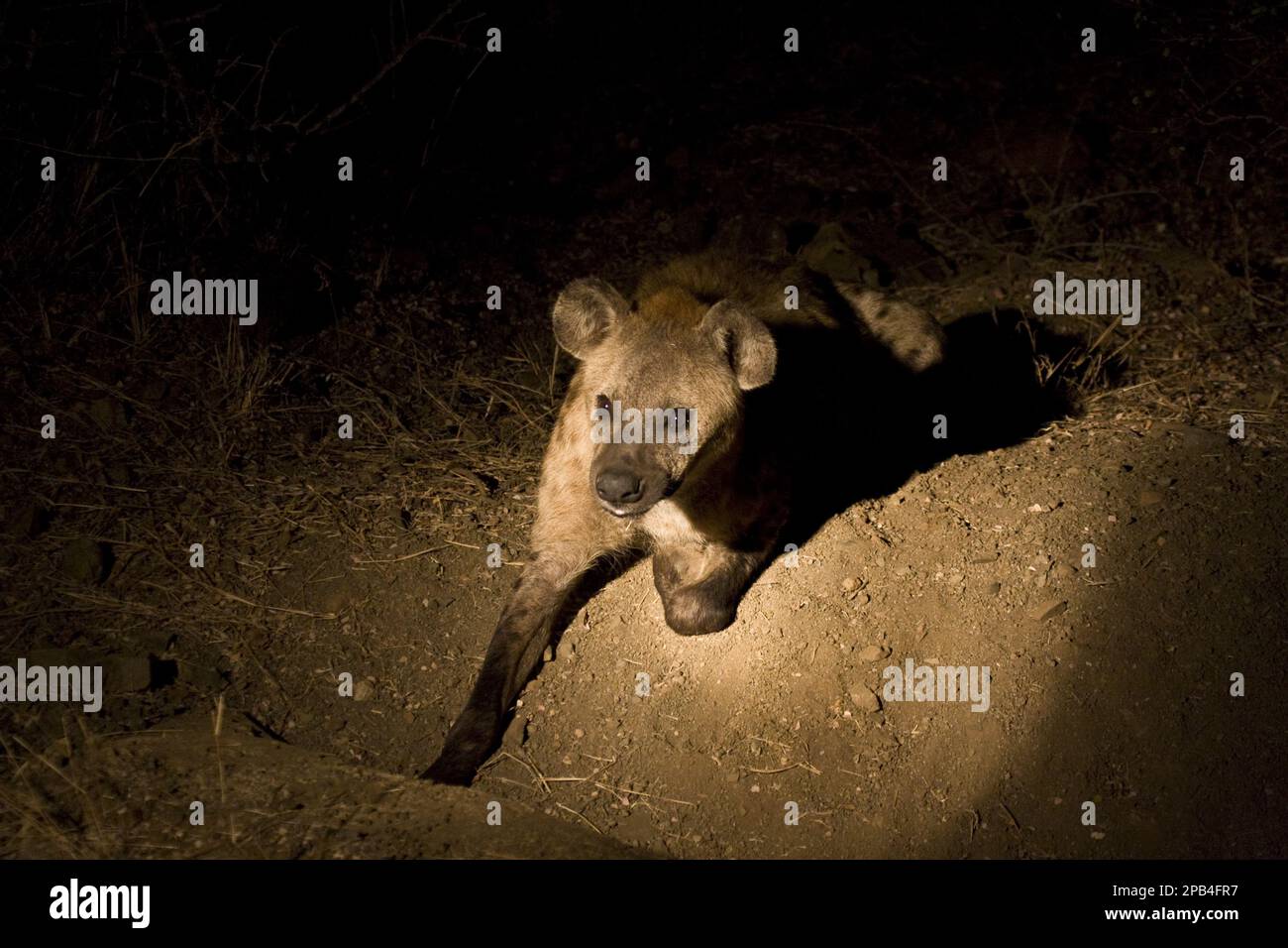 Spotted hyena, spotted hyenas, hyena, hyenas, canines, predators ...