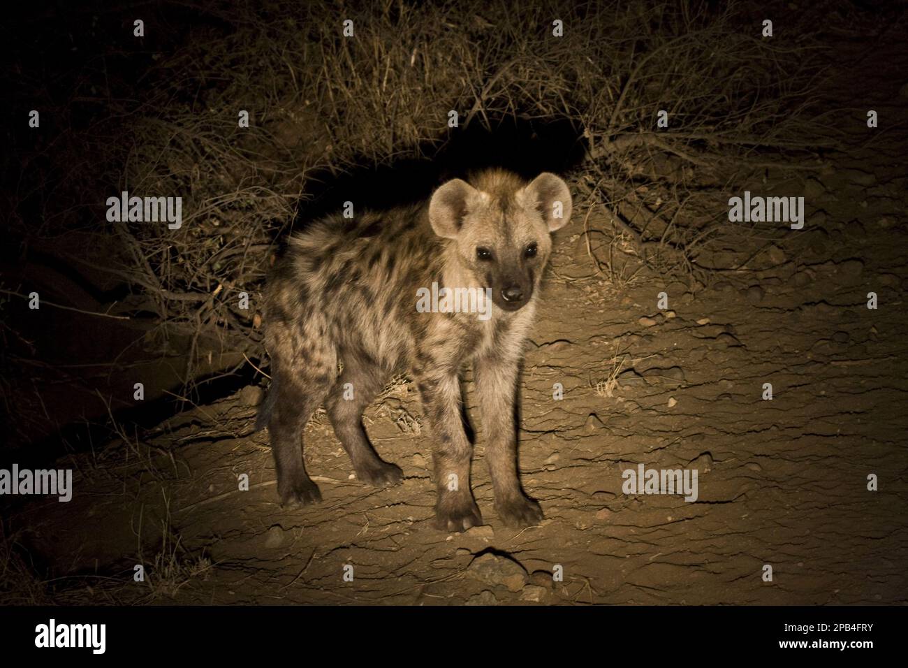 Spotted hyena, spotted hyenas, hyena, hyenas, canines, predators, mammals, animals, Spotted ...