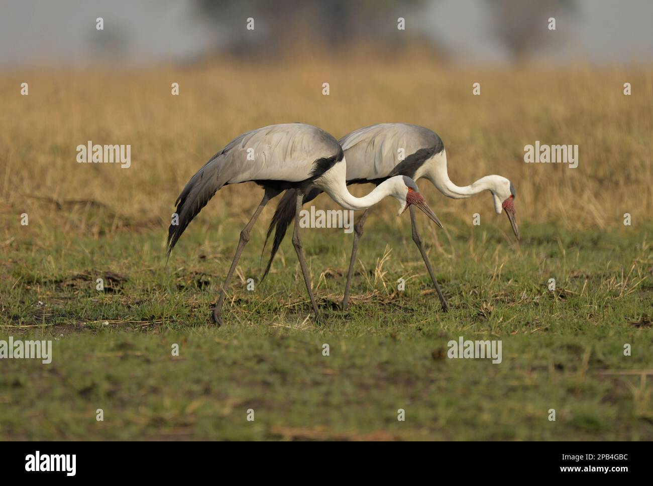 Wattled Crane, wattled cranes (Bugeranus carunculatus) Crane, Birds ...