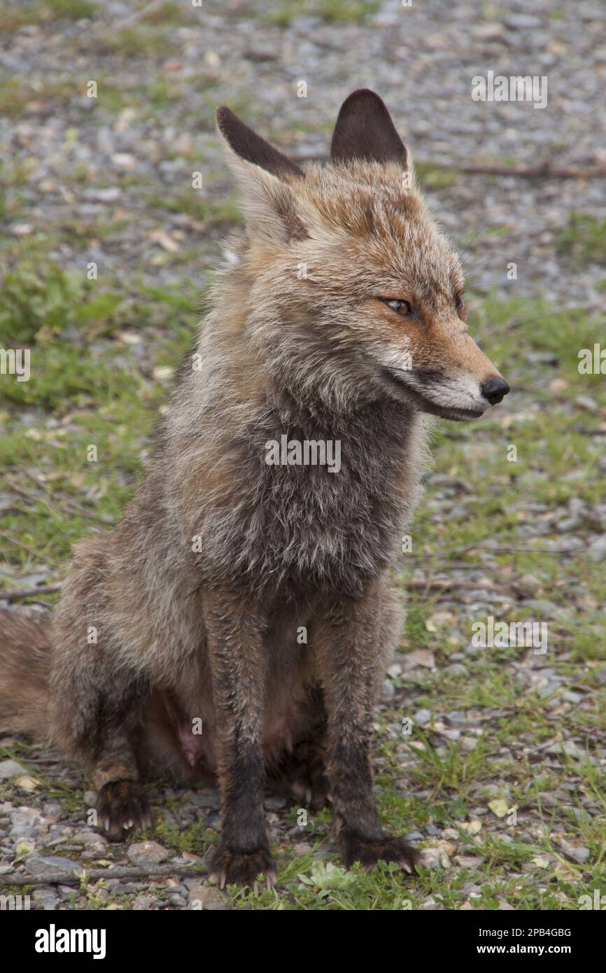 Iberian Red Fox, Iberian Red Foxes, Fox, Foxes, Canines, Predators ...