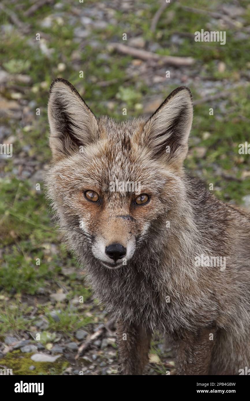 Iberian Red Fox, Iberian Red Foxes, Fox, Foxes, Canines, Predators ...