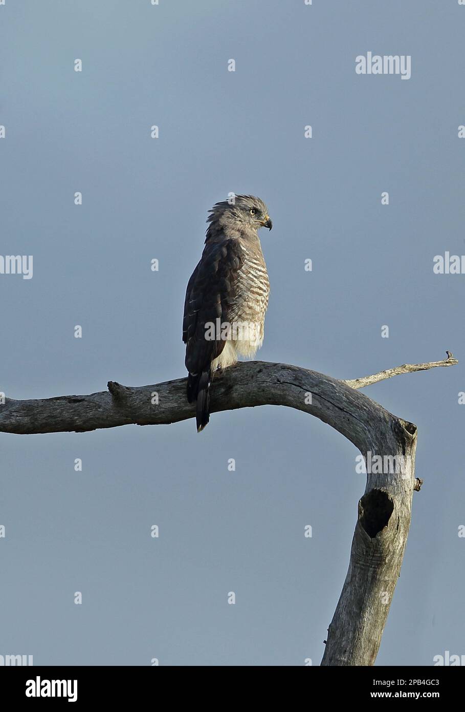Southern Banded Snake-eagle (Circaetus fasciolatus) adult,), KwaZulu ...