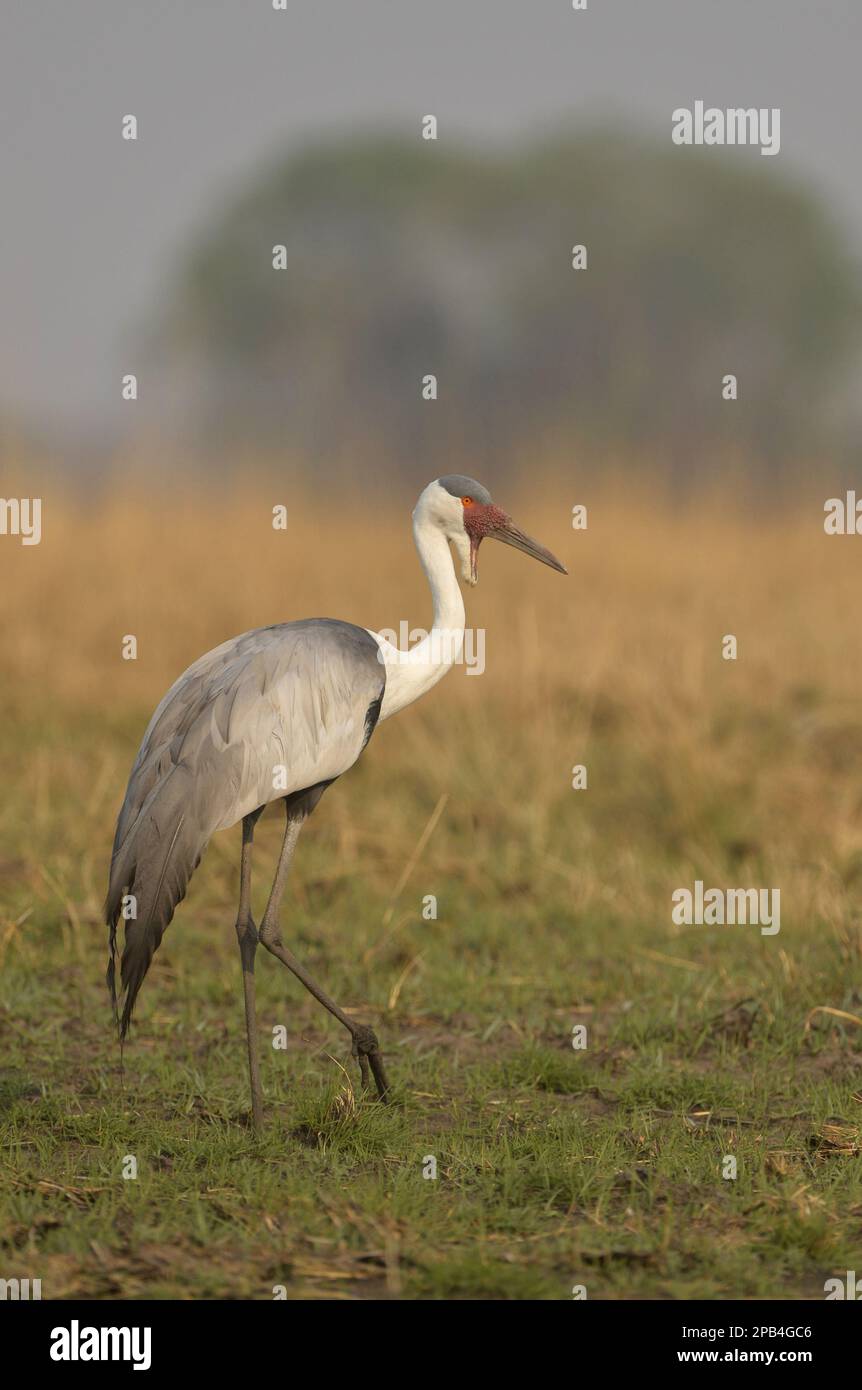 Wattled Crane, wattled cranes (Bugeranus carunculatus) Crane, Birds, Animals, Wattled Crane ...