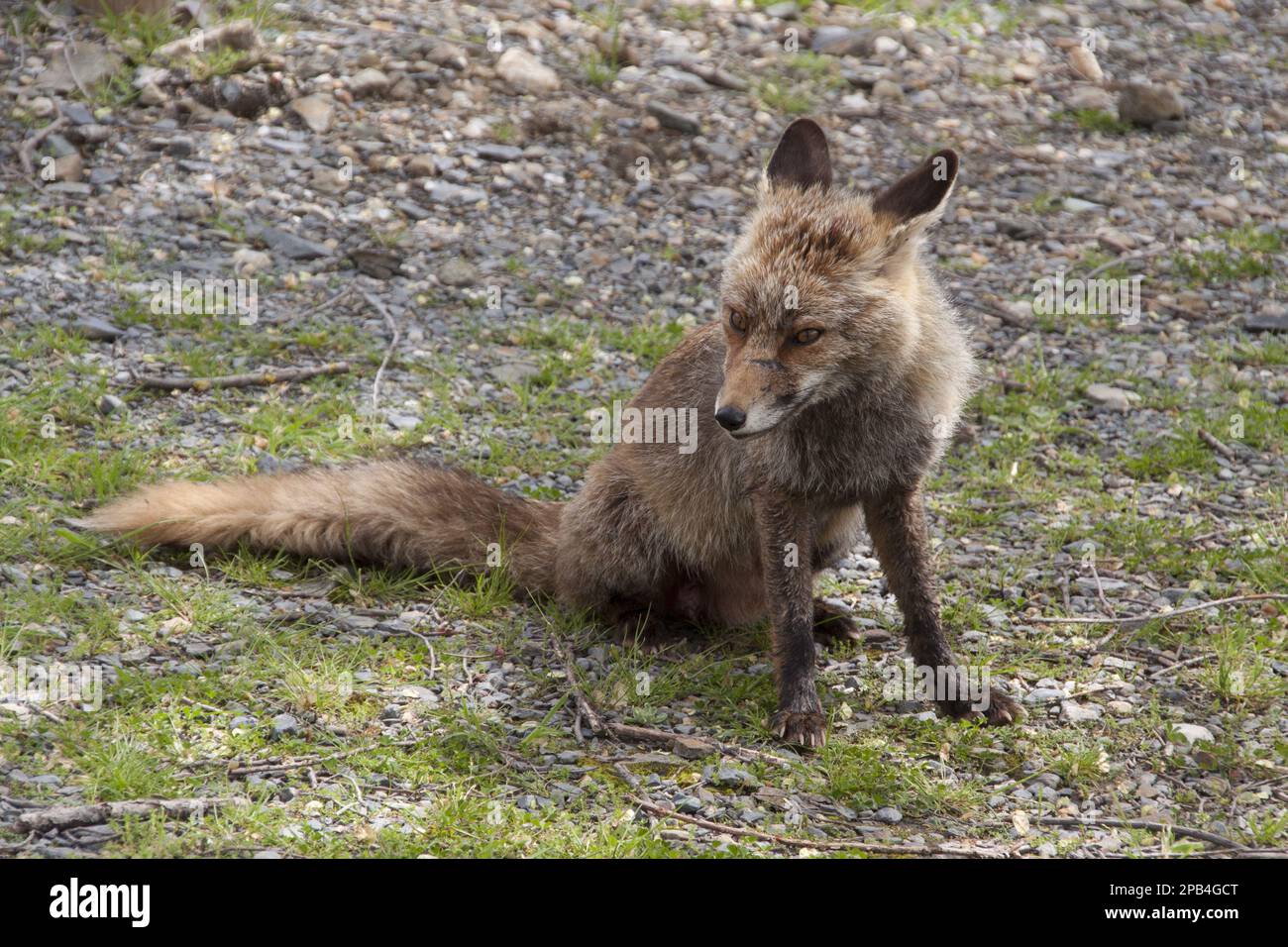 Iberian Red Fox, Iberian Red Foxes, Fox, Foxes, Canines, Predators ...