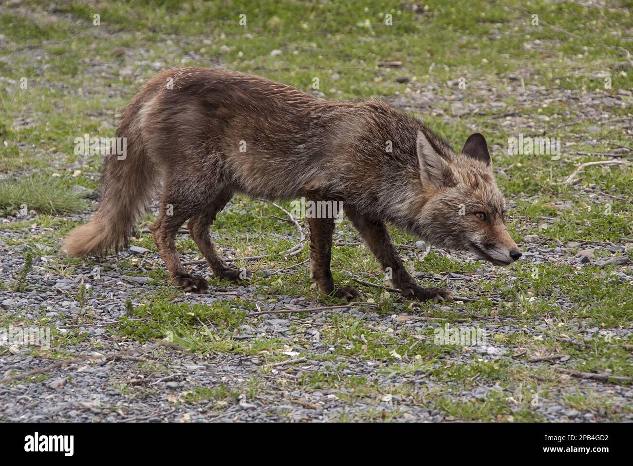 Iberian Red Fox, Iberian Red Foxes, Fox, Foxes, Canines, Predators ...
