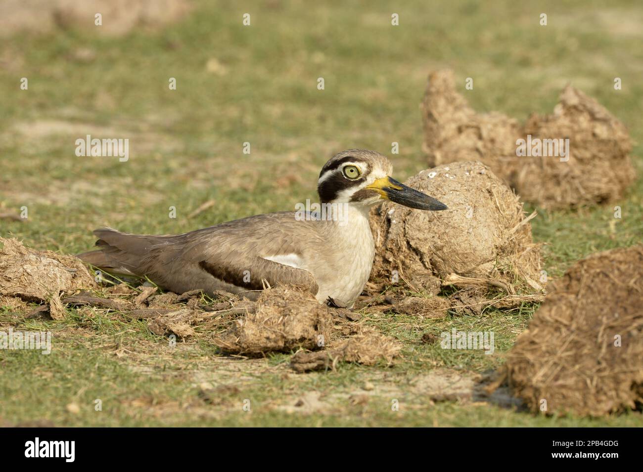 Great stone-curlew (Esacus recurvirostris) adult, sitting on nest ...