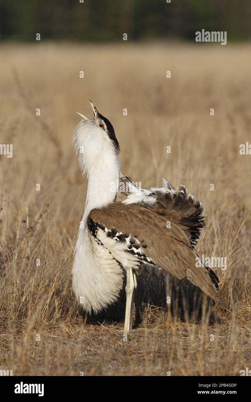 Australian australian bustard (Ardeotis australis), adult male, calling ...